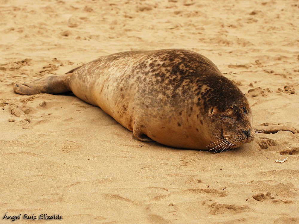 Aves de la Ría de Ajo: Foca moteada en Oriñón...