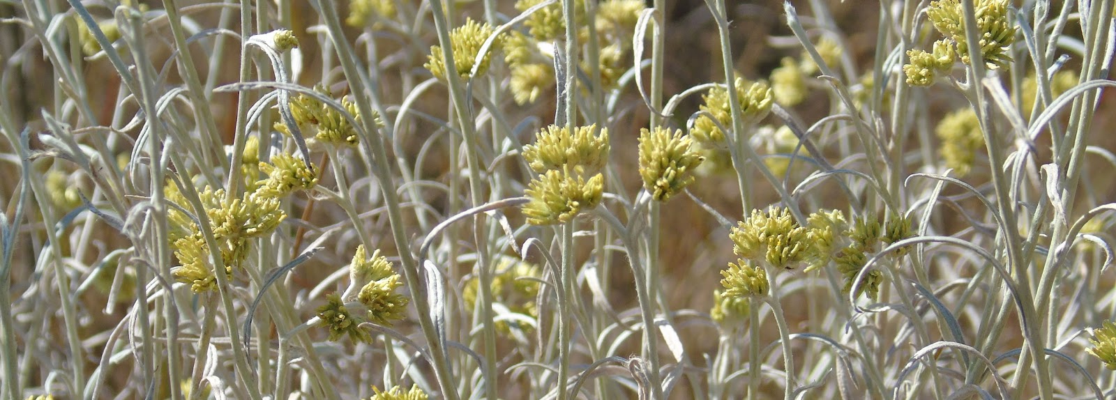 Marcela [Achyrocline satureioides (Lam.) DC.] | A planta da vez