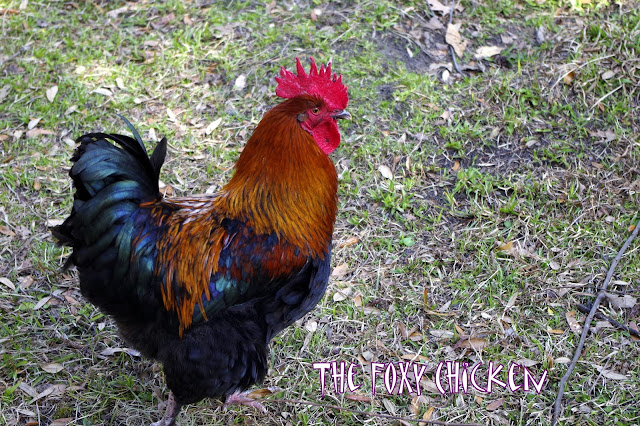 The Foxy Chicken: BarnYard Mix Rainbow Flock Hatching eggs for Sale