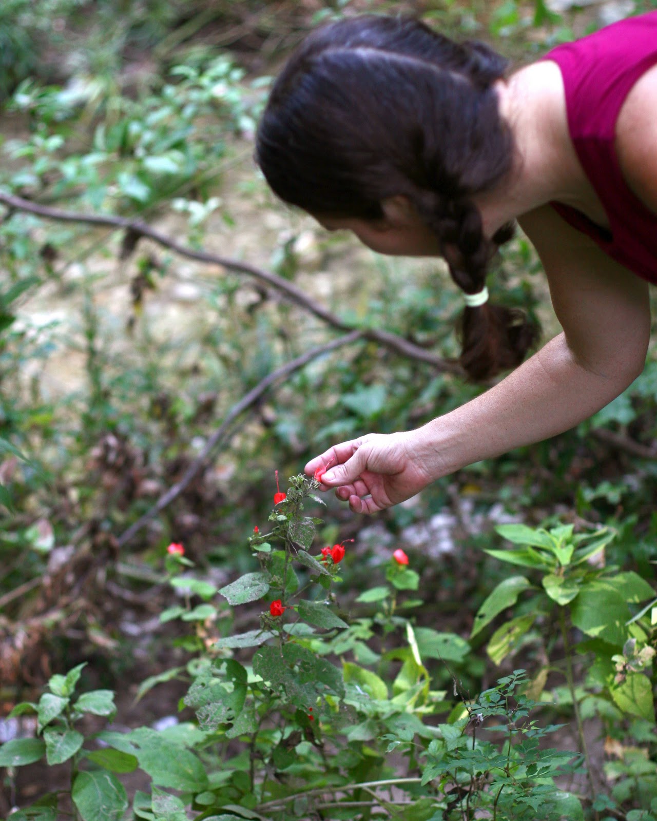Wild Edible Texas: Foraging Tips