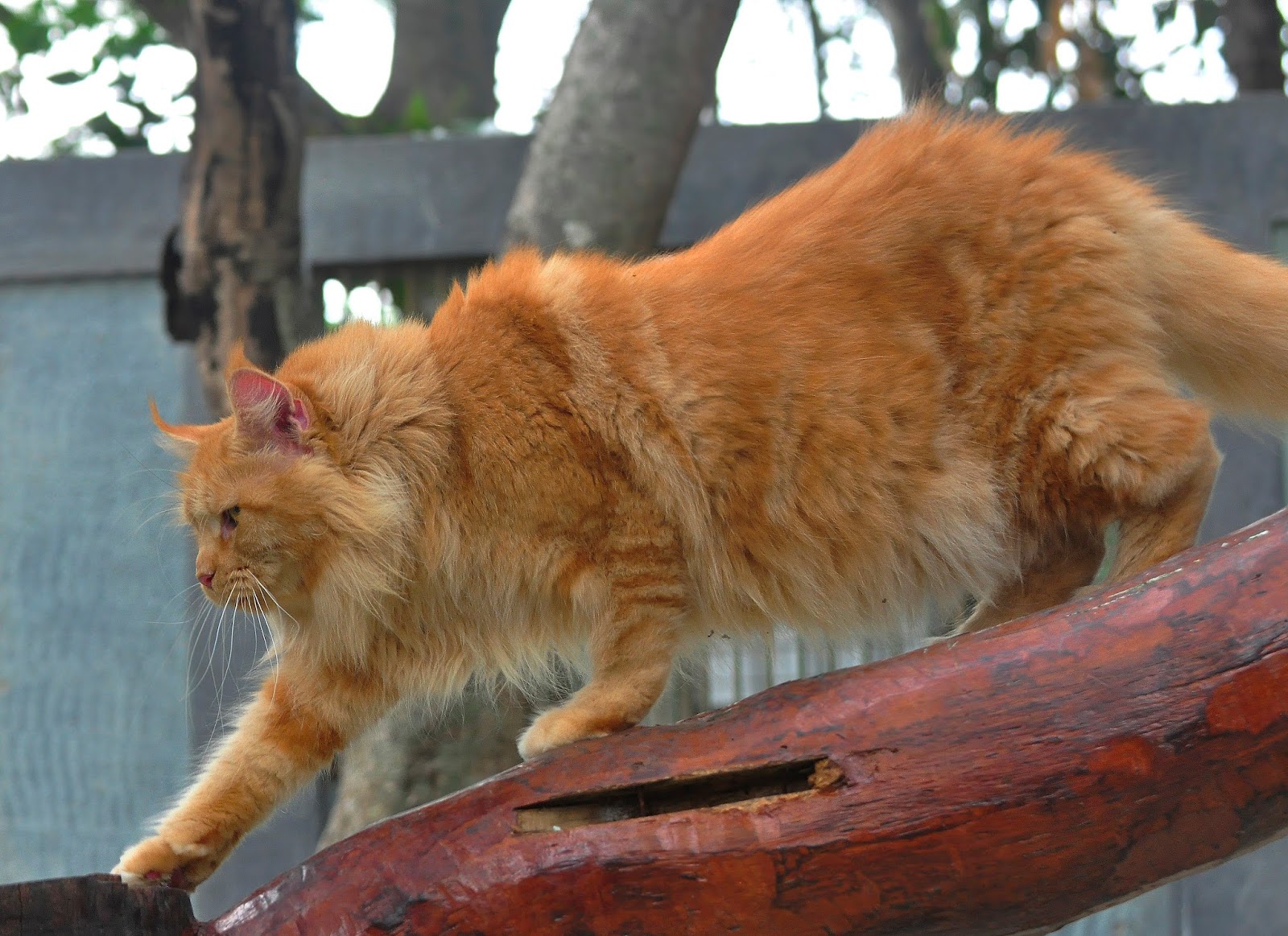 Inilah 5 Ras Kucing Peliharaan - ANNYEONG BOY