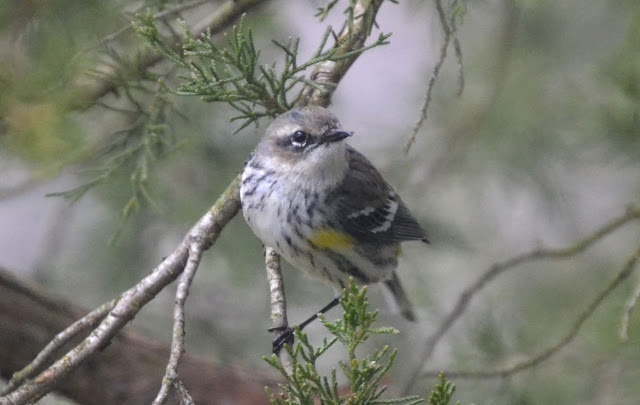 Woods Walks and Wildlife: Yellow-rumped Warbler