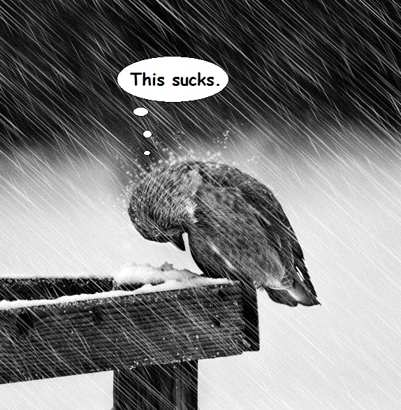 Random Things To Read: Birds are Dumb