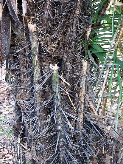 Studio Floral Dora Santoro: Murumuru