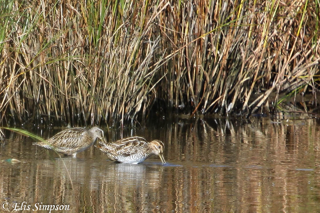 Rick Simpson Birding: Short-billed Dowitcher, Lodmoor.