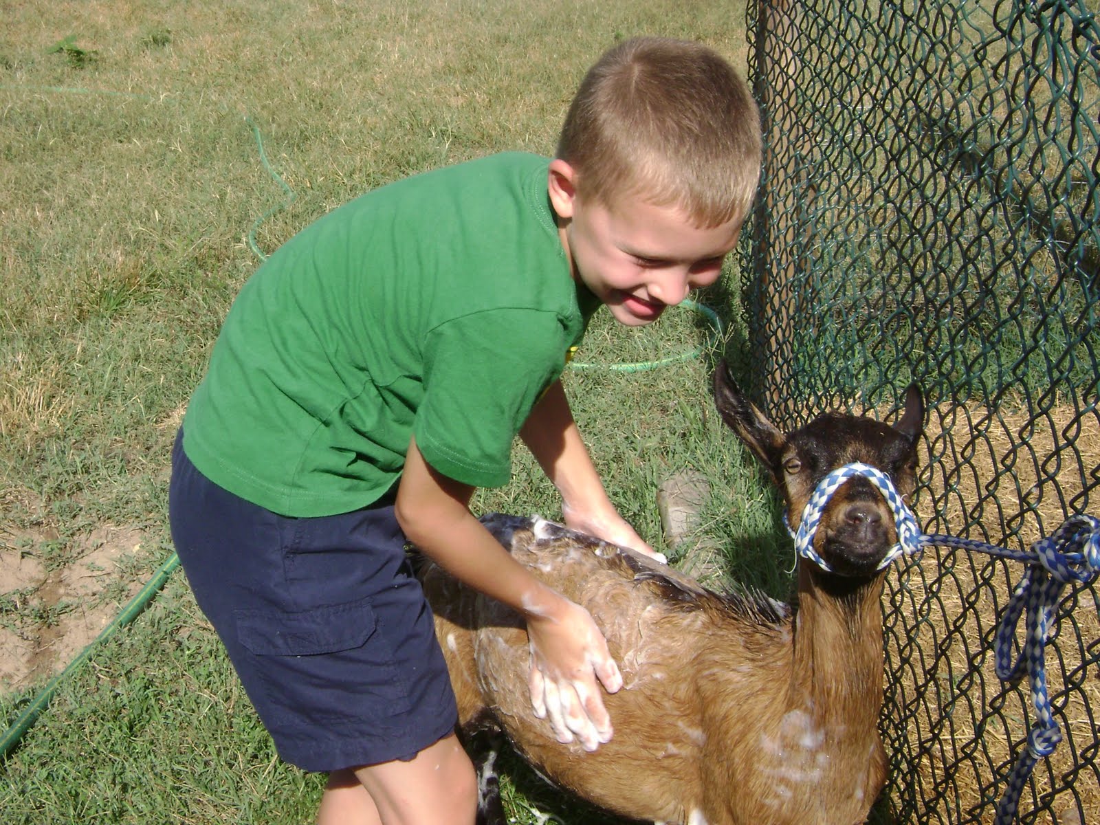 Katiegirl: Goat Clipping