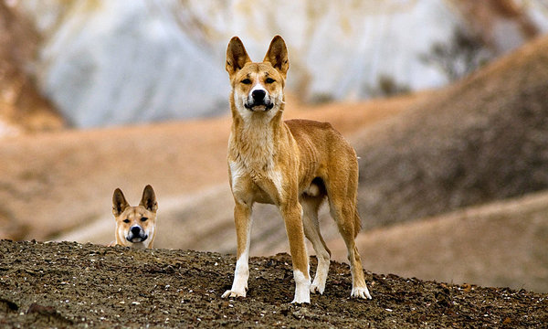 Dingo