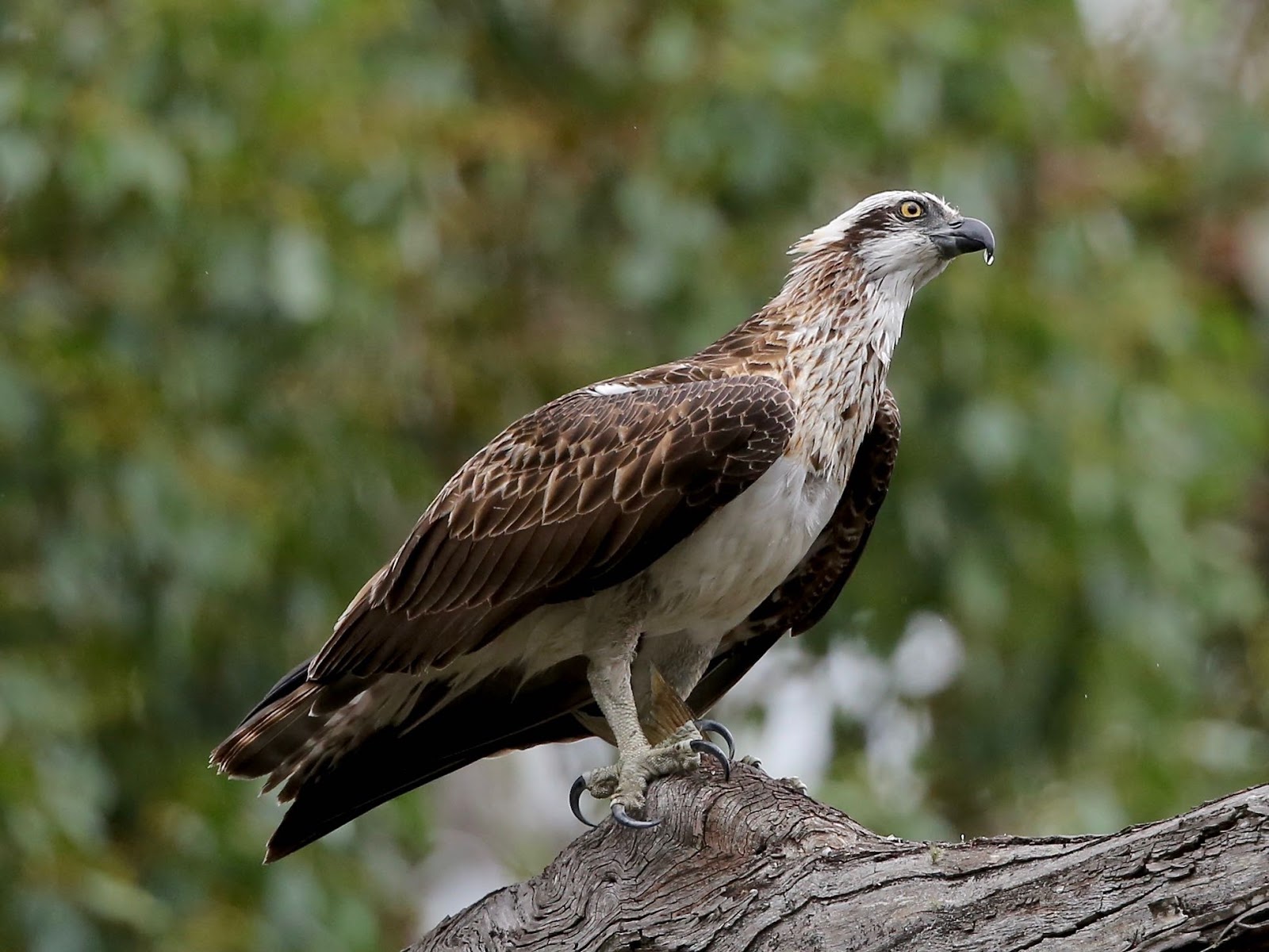 Avithera: Eastern Osprey