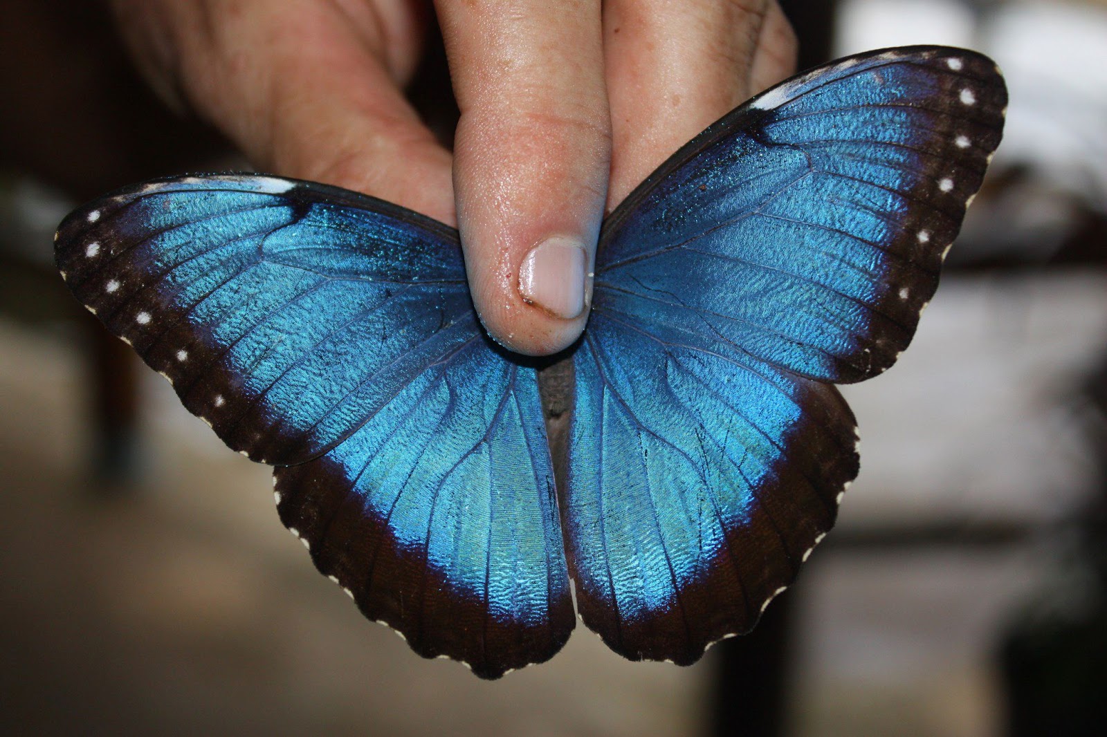 My Blog Page!!: Venezuela #4: Butterflies and lightning