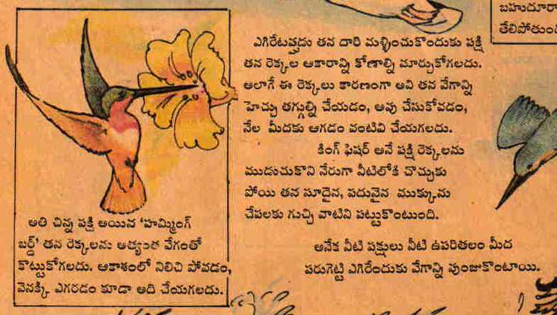 TELUGU WEB WORLD: about birds - its living - types of birds - its teech ...