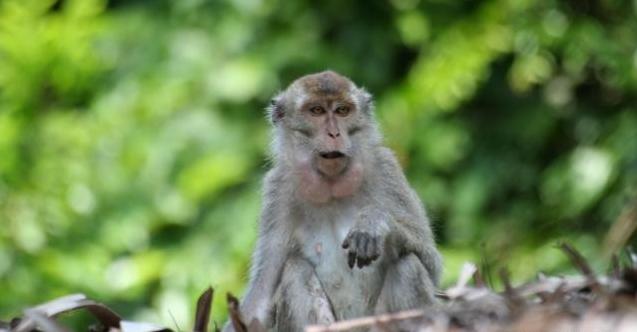 Cik Jannah: Kera dan Mercun Bola