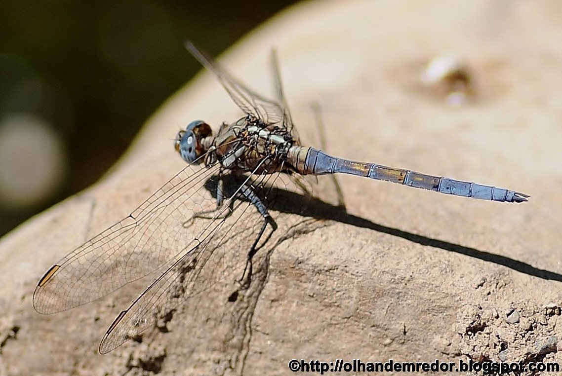 olhandemredor: Libélulas