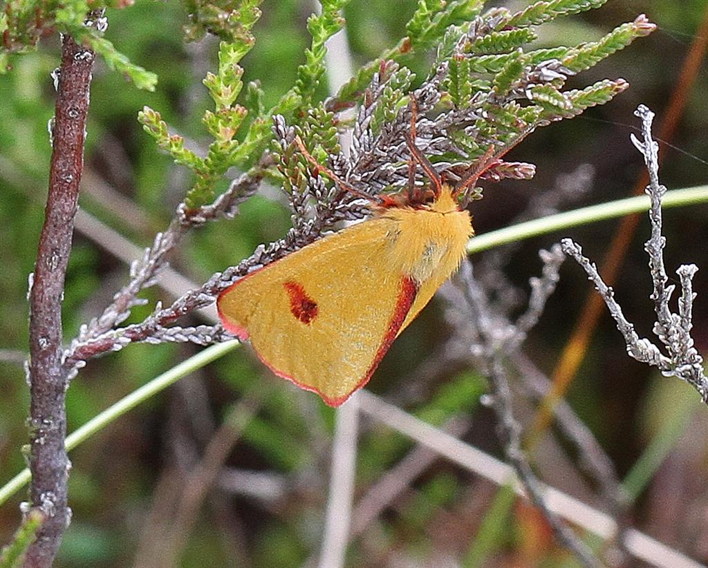 Michael Foley: Natural History ©: Latterbarrow and Meathop Moss, Cumbria