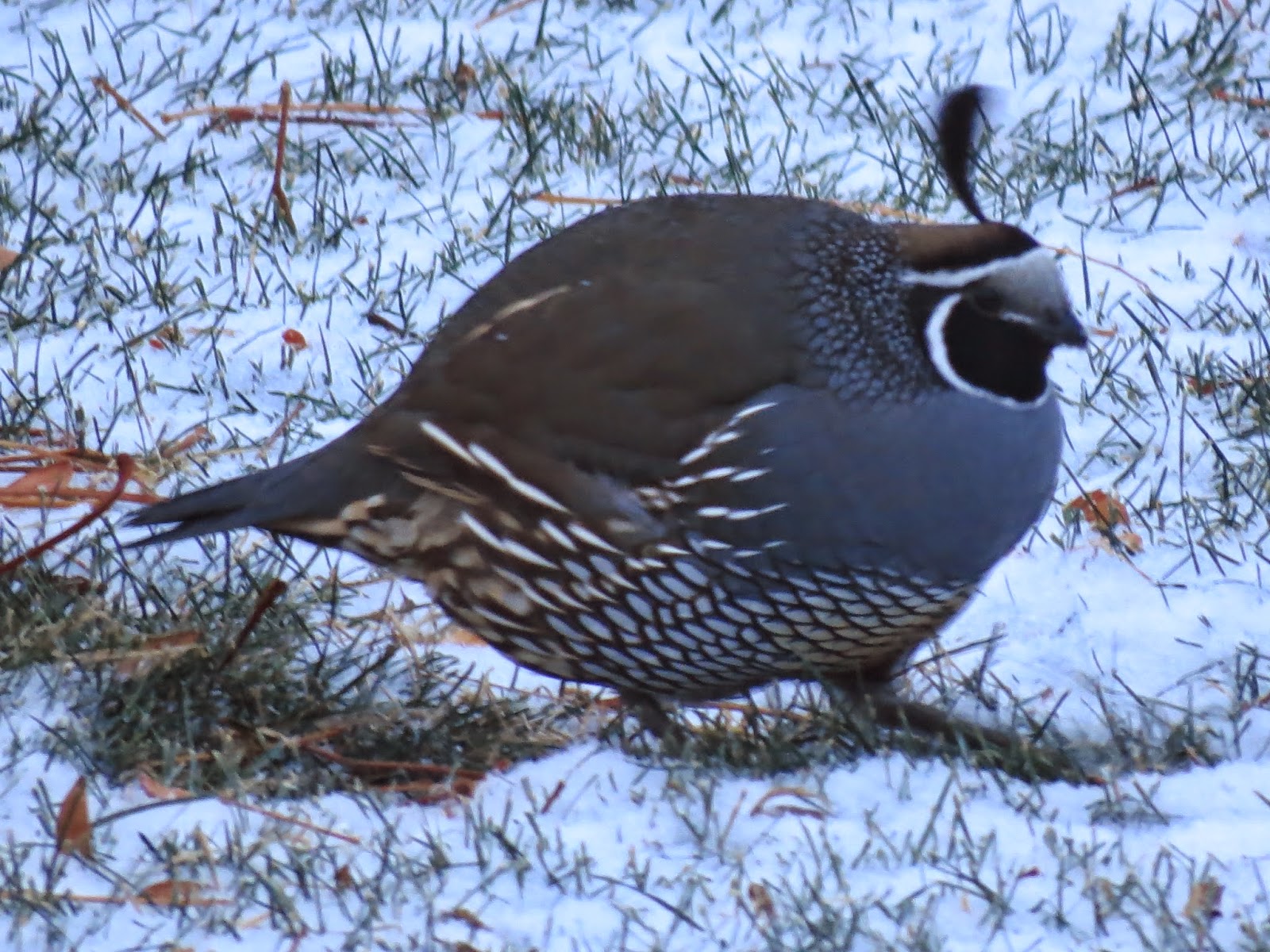 My Ranch Life: Quail in the snow
