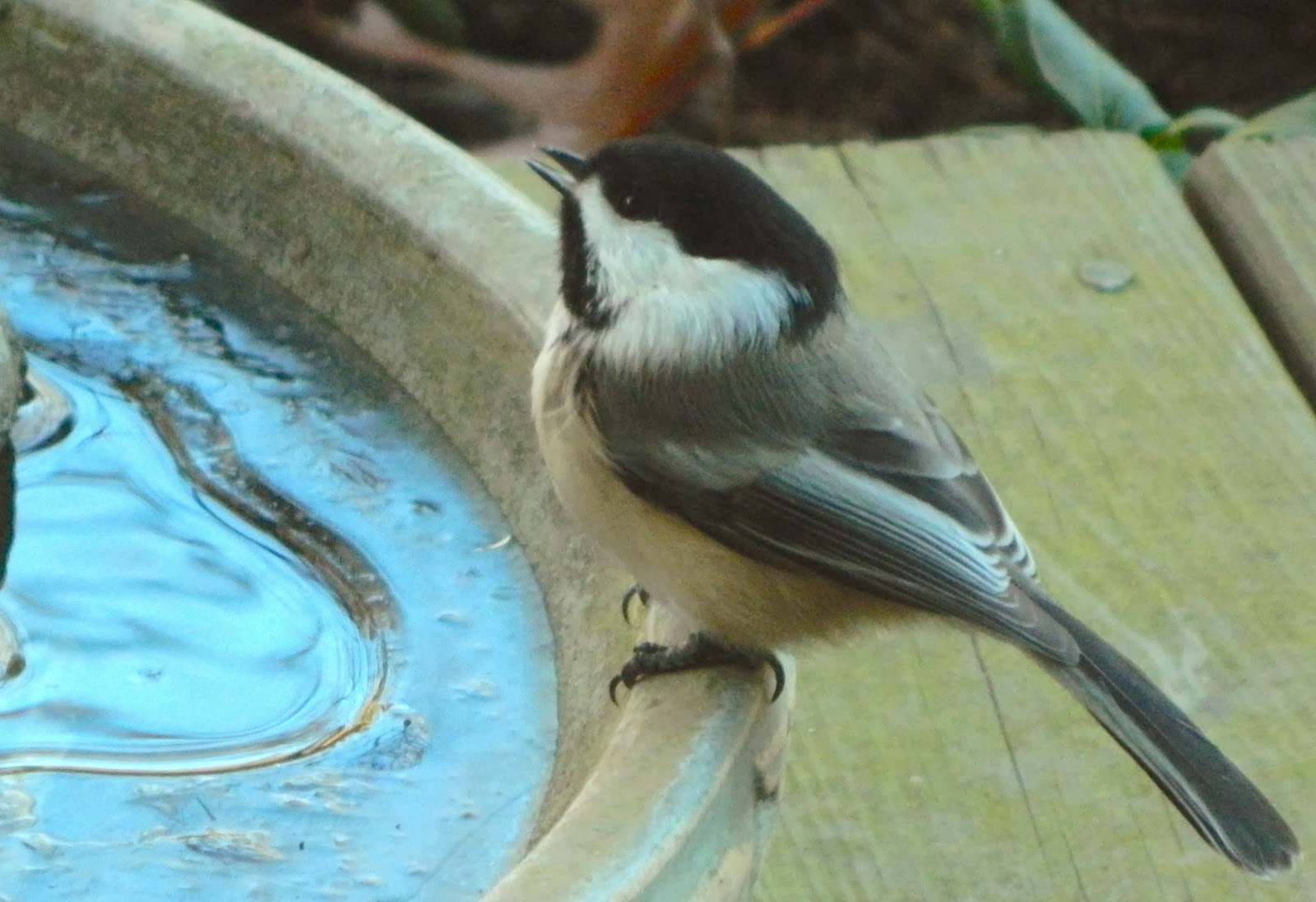 Pam's English Cottage Garden: Eleven Winter Birds of Pennsylvania
