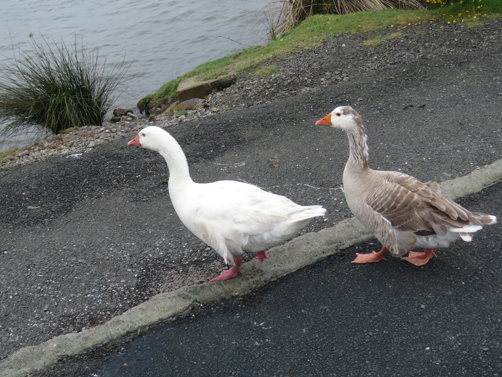 Bird & Travel Photos, Birding Sites, Bird Information: FERAL GEESE ...
