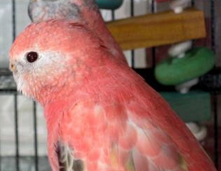 The Splendid Bourke Bird Blog: Avian Genetics, Bourke Parakeets by Su Yin