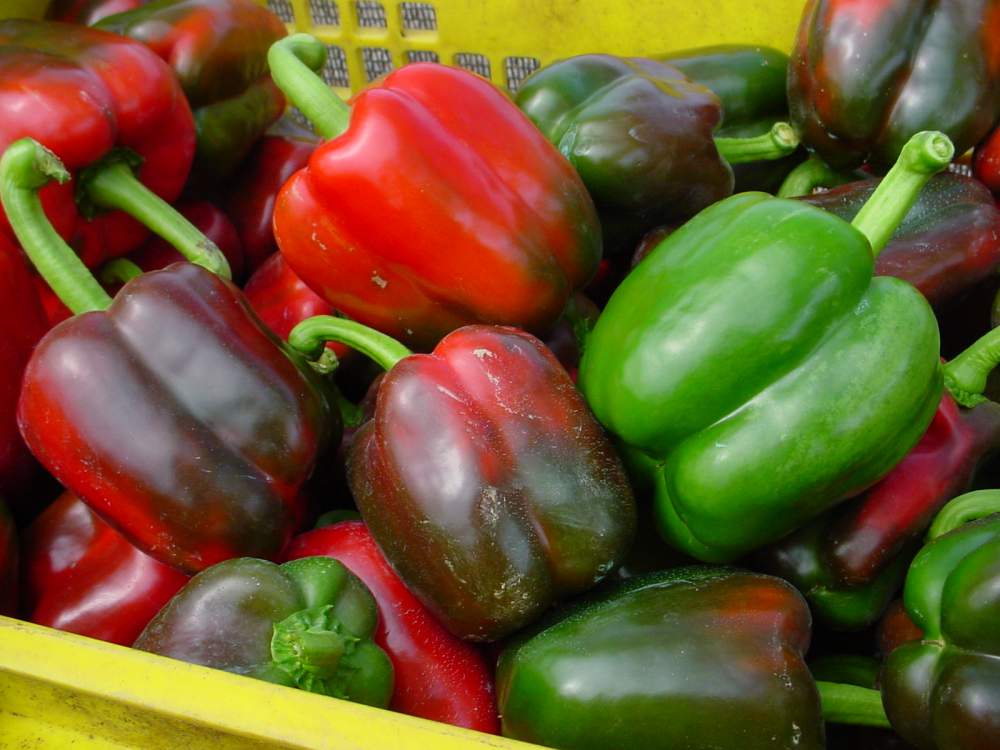 Cultivo de Pimentón: Métodos de Siembra.: El Pimentón (Capsicum annuum)
