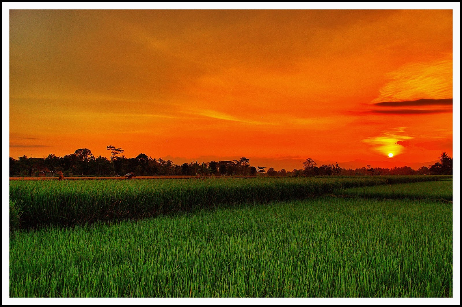 SUNSET DI SAWAH BELAKANG RUMAH | DIARY FOTOGRAFI