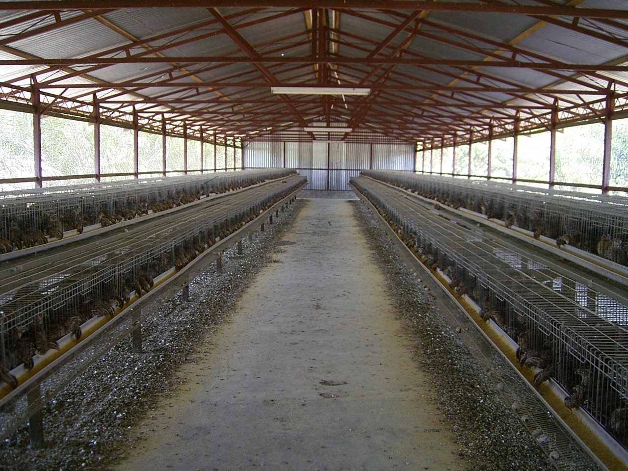 AsSakinah Agro: Penternakan Burung Puyuh