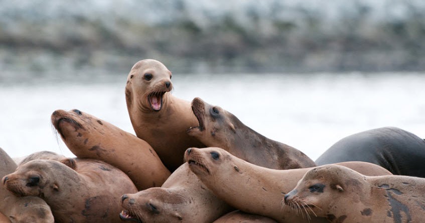 California Sea Lion | The Biggest Animals Kingdom