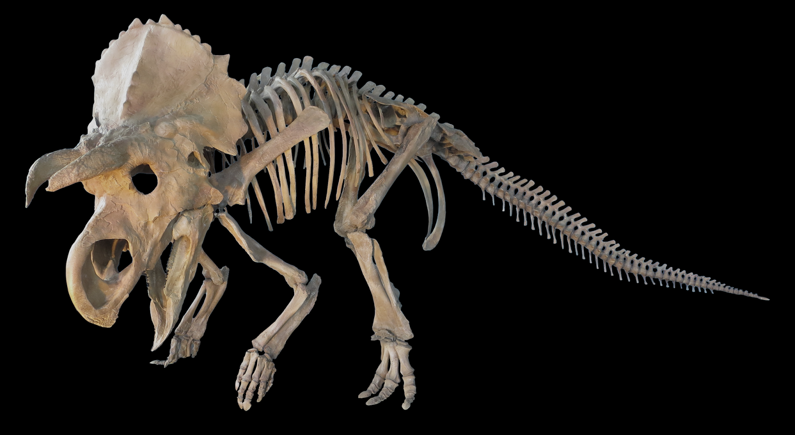 The Expeditioner's Discovery Guild: A little bit of Everything: Museums ...