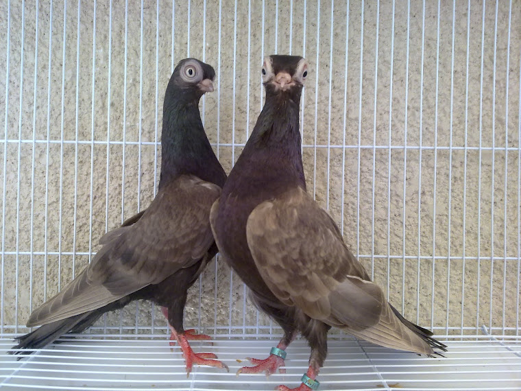 RAZAS DE PALOMAS PONTEVEDRA: BAILOSTOKA KALOTTEN.