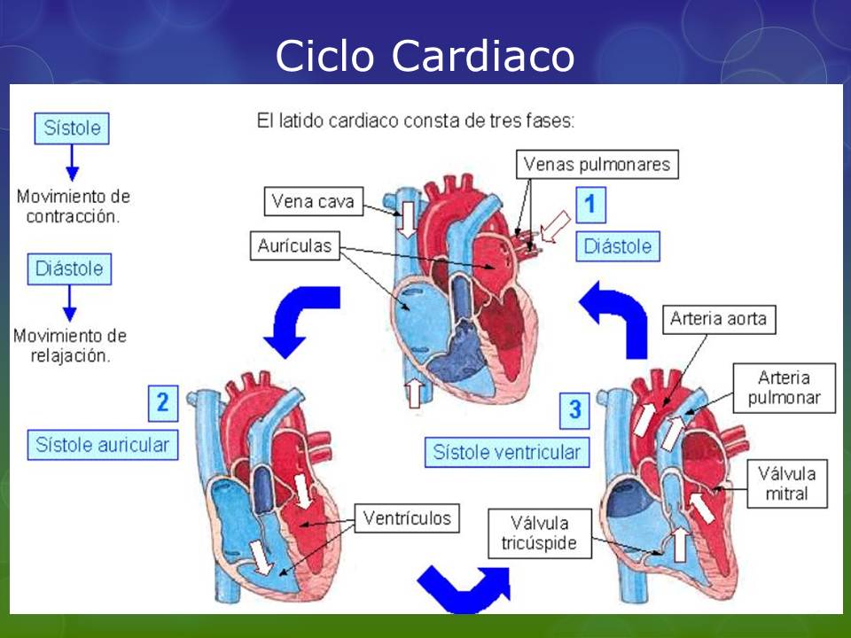 Fisiología Básica: Ciclo Cardiaco