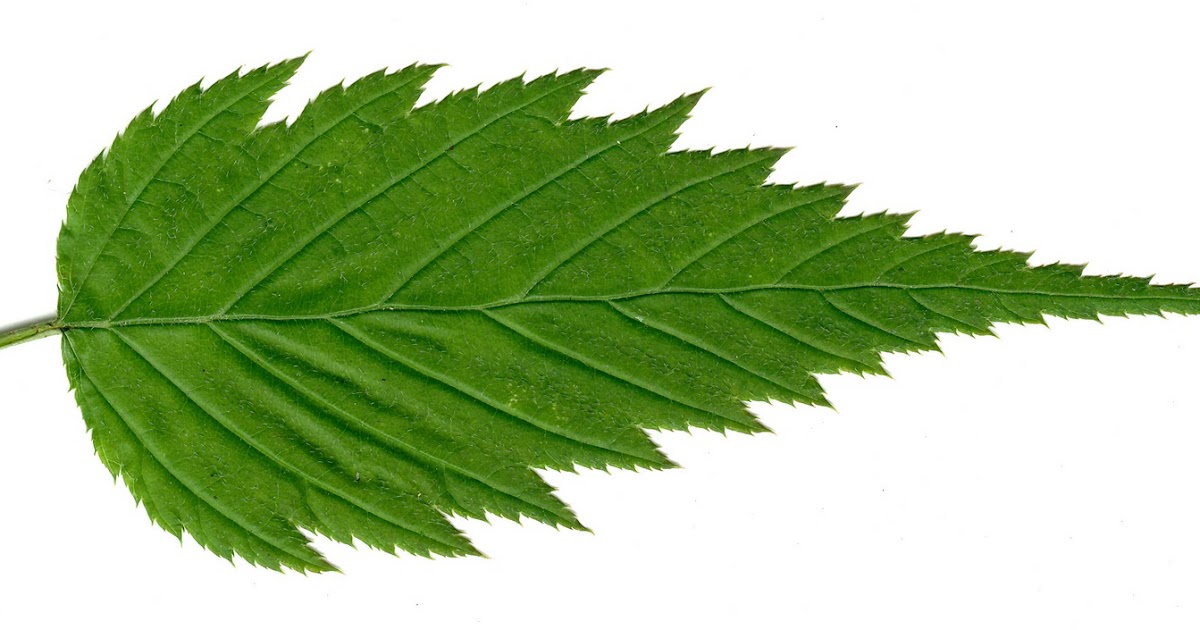 Leaf Texture Alpha