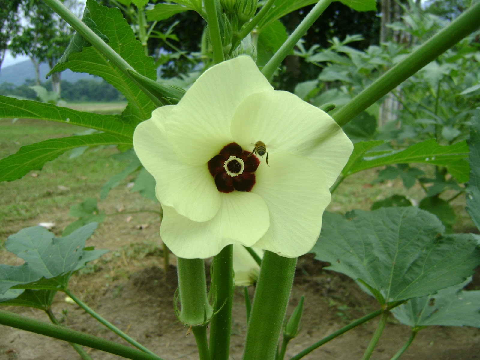 Quiabo é um alimento funcional ? ~ Emagrecer Feliz