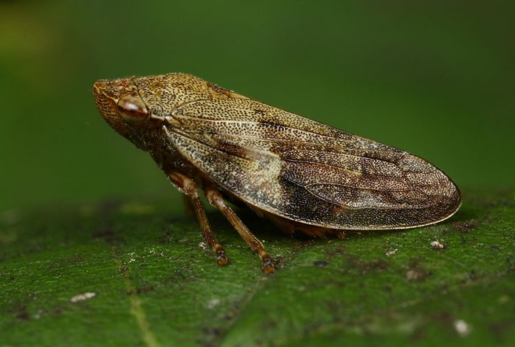 TYPES OF INSECTS : Alder Spittlebug