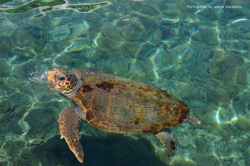 Kos and the Dodecanese through my eyes-Η Κως και τα γύρω νησιά μέσα από ...