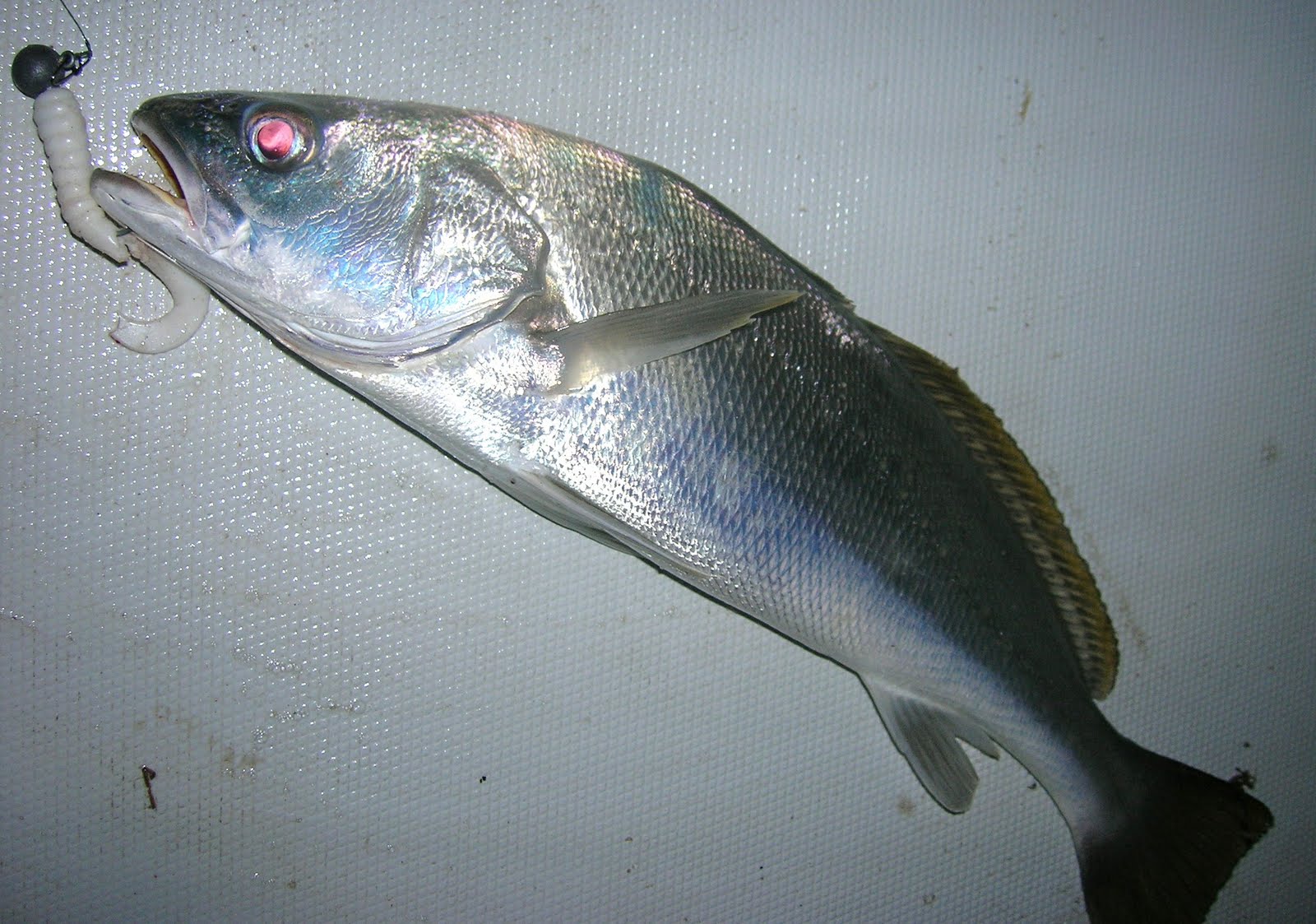 el arte del "bolo": La Corvina