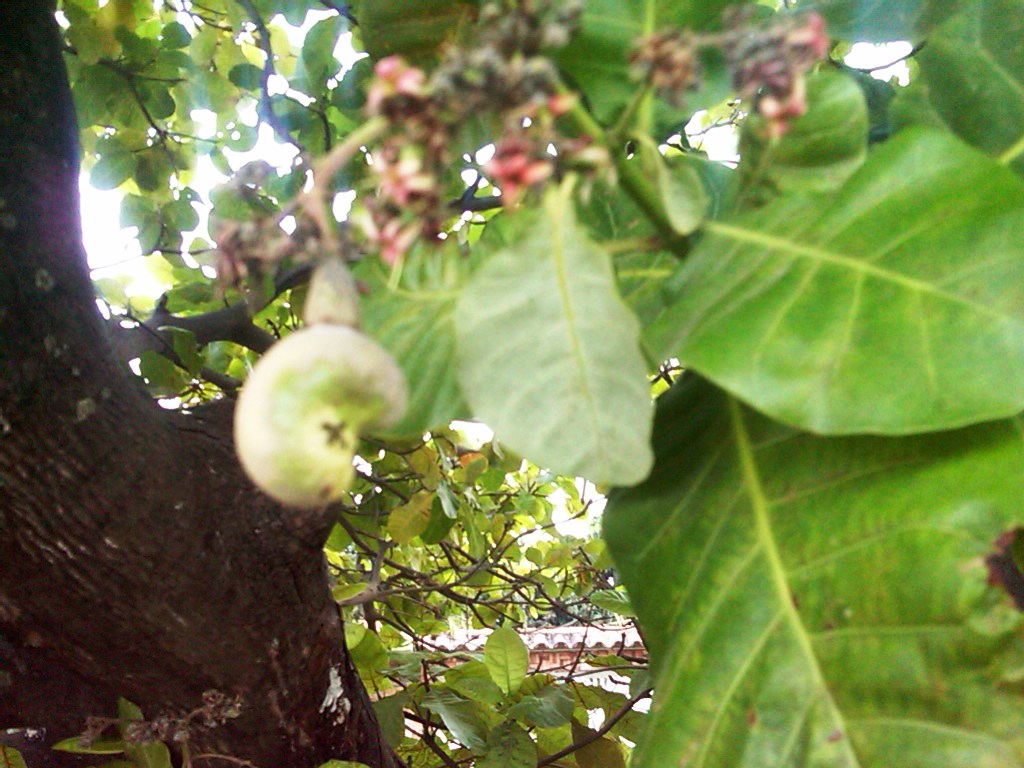 La planta de Merey (Anacardium occidentale L.)