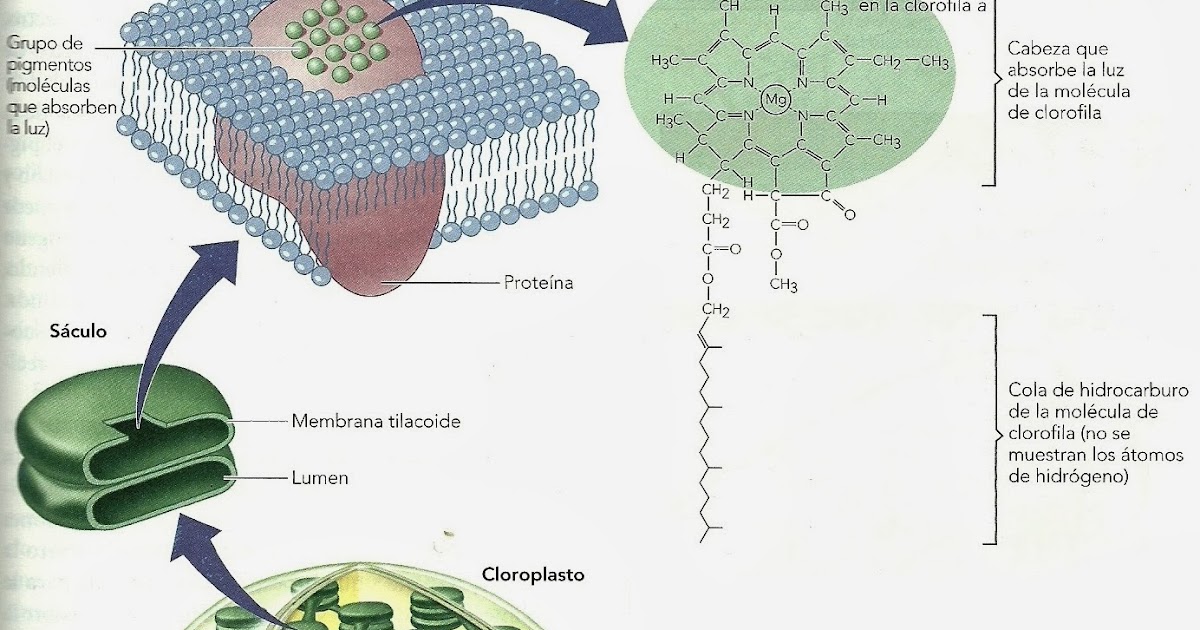 Apuntes de Fisiología Vegetal: La clorofila y la fotosíntesis