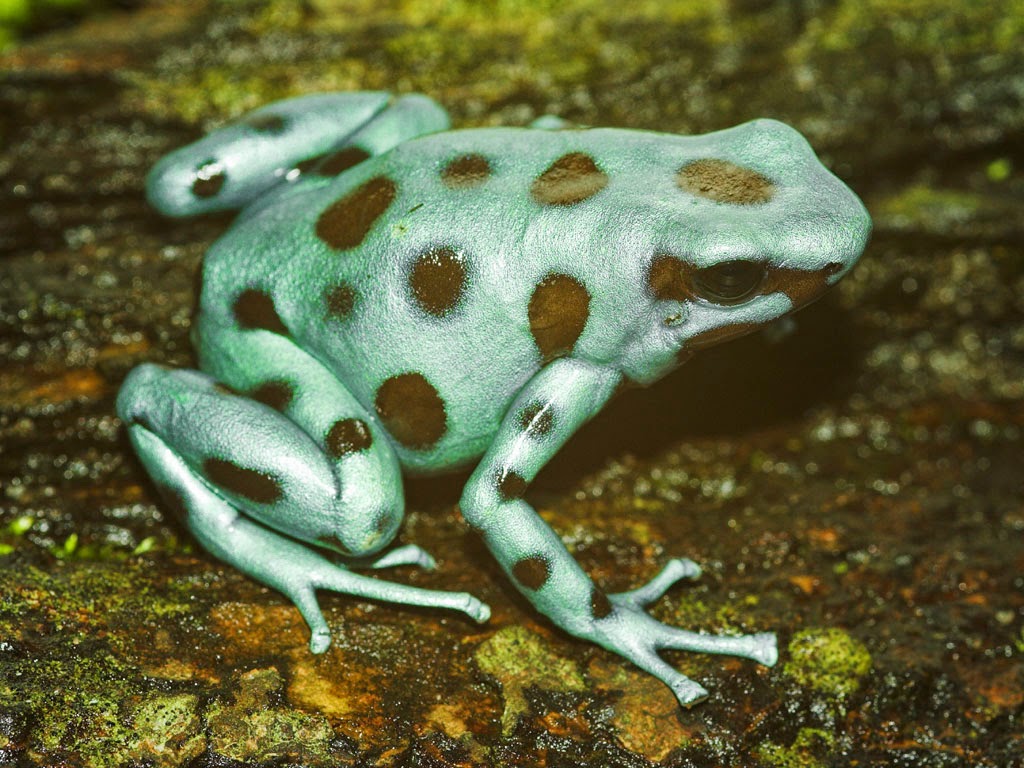 Dendroland: Dendrobates Auratus, sus morphos y variedades de color.