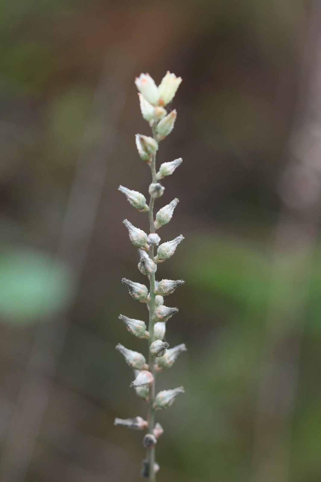 Native Florida Wildflowers: Southern Colicroot - Aletris bracteata