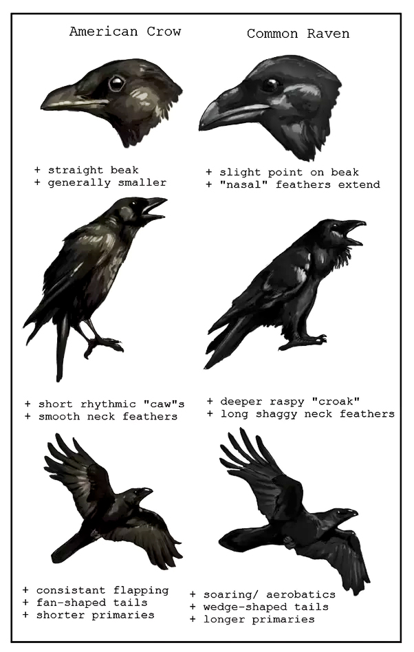 Raven Vs Crow Sounds