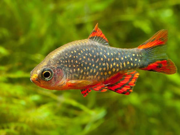 Aquarismo Real: Rasbora Galaxy