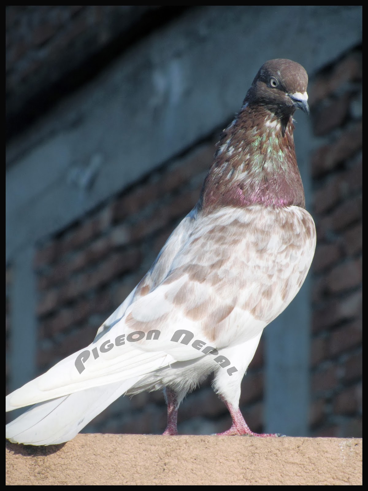 PIGEONS OF Nepal