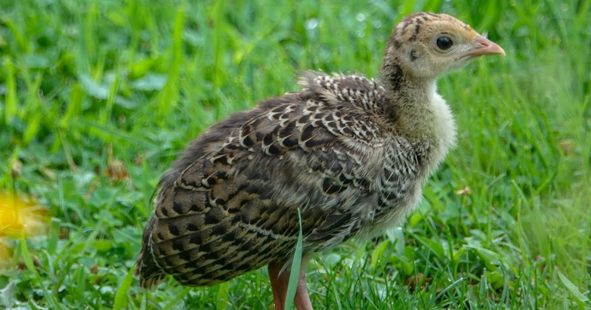 Gale's Photo and Birding Blog: Juvenile Wild Turkeys