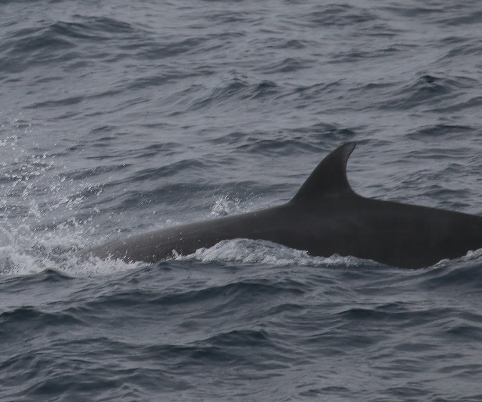 Birding Poole Harbour & Beyond: 8 Apr 18 - Atlantic Odyssey - Day ...