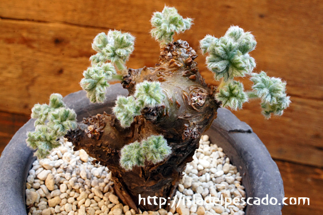 さかなの島: winter caudex