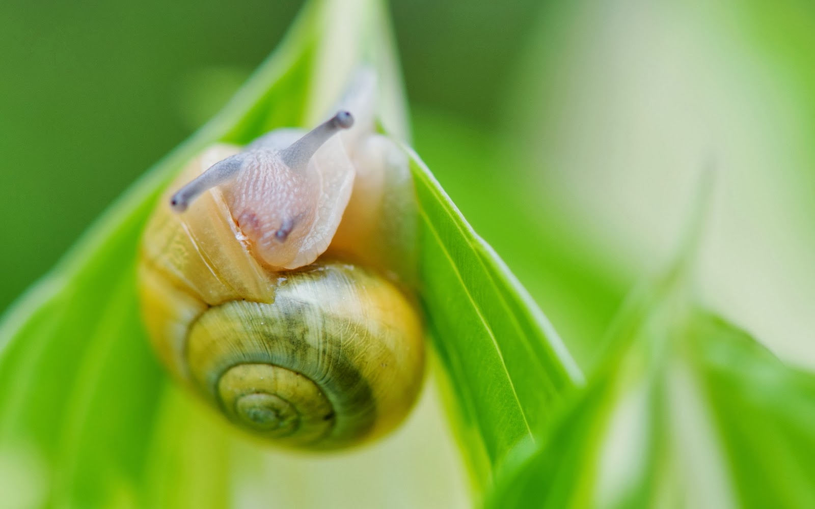 Snail HD computer wallpaper - beautiful desktop wallpapers 2014
