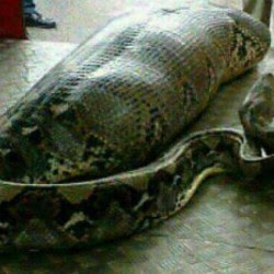 Python Swallows Woman Alive ~ GIST BY BIT