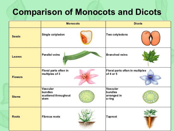 Class XI Biology: Chapter 3- Plant kingdom