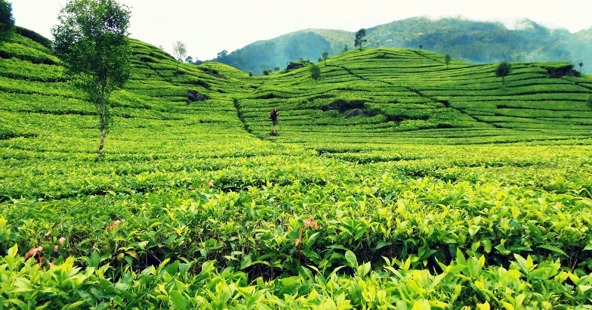 PHT pada Tanaman Teh