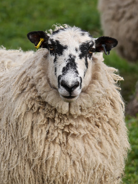 Roy's Nature Logbook: Mule Sheep