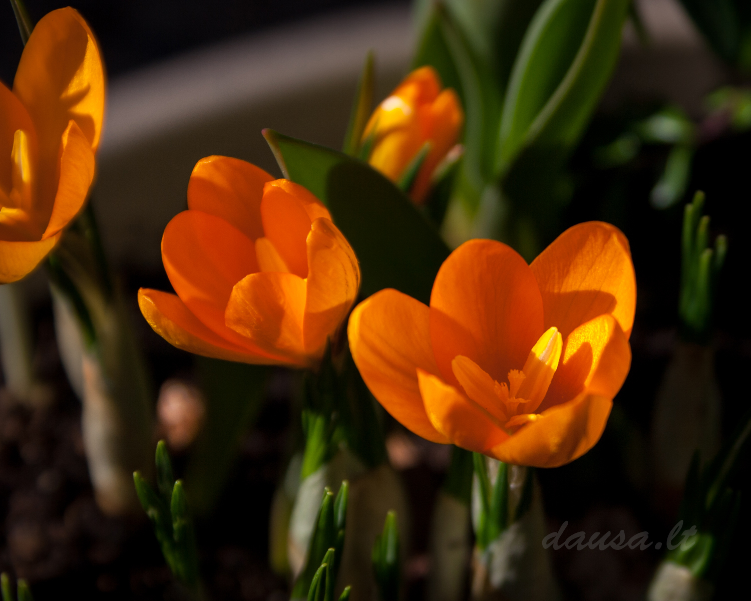 Gilės medis: Botaniniai krokai