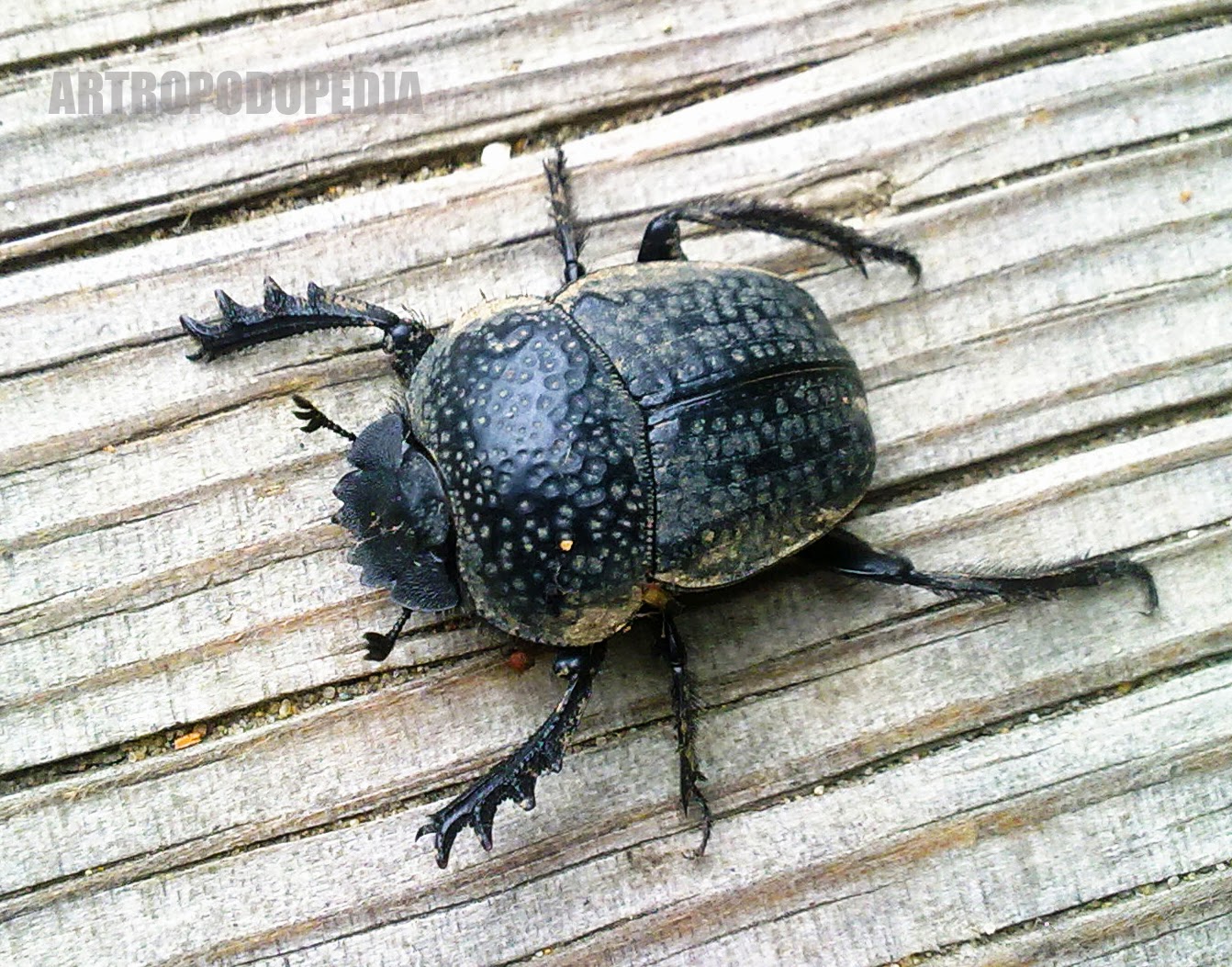 ARTROPODOPEDIA: Escarabajo pelotero (Scarabaeus cicatricosus)